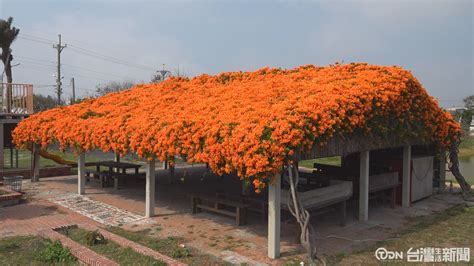 麥寮新吉橘色炮仗花海 滿開花景迎接春天 鑫傳國際多媒體科技股份有限公司 Tdn台灣生活新聞