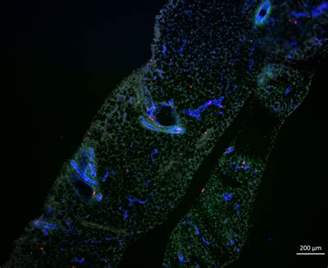 Photo Gallery — Ari Molofsky Lab Ucsf