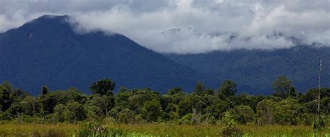 About Gunung Palung