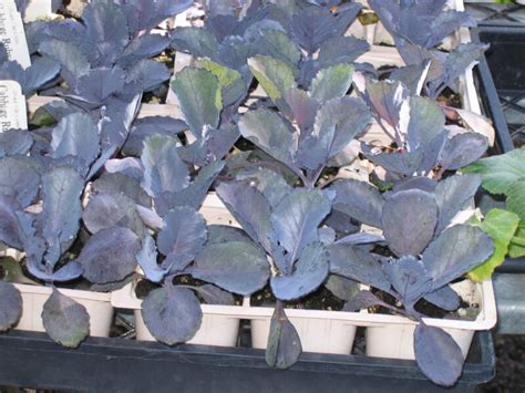 Ruby Cabbage Elgin Nursery And Tree Farm Phoenix Az