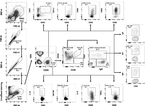 B Cell Flow Cytometry Immunophenotyping Gating Strategy Pbmc Were Download Scientific Diagram