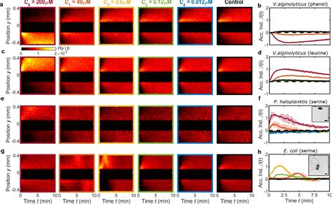 Multiplexed Microfluidic Screening Of Bacterial Chemotaxis Elife