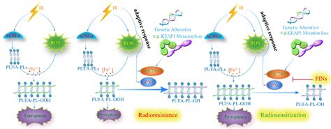Cell Research 放疗通过诱导铁死亡杀伤肿瘤 知乎