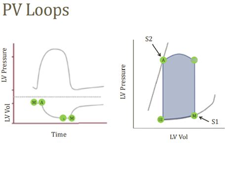 Pv Loop Cvs Diagram Quizlet