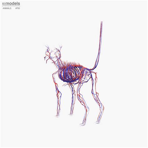 Cat Circulatory System 3d Model Download Mammals On