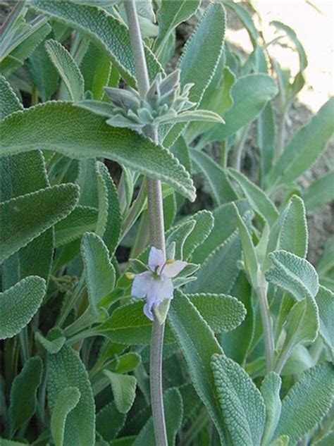 Salvia Bees Bliss Creeping Sage Hybrid El Nativo Growers