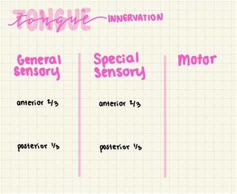 Unit Tongue Innervation Diagram Quizlet