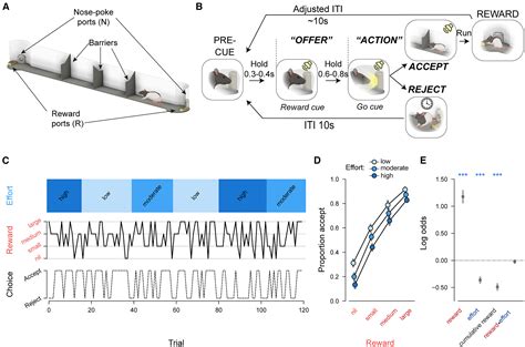 Multi Level Encoding Of Reward Effort And Choice Across The Frontal Cortex And Basal Ganglia