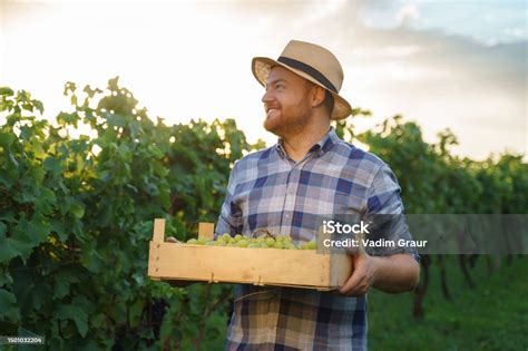 모자를 쓴 농부 노동자 남자가 손에 포도로 가득 찬 상자를 들고 서 있다 배경 큰 포도입니다 30 34세에 대한 스톡 사진 및 기타 이미지 Istock