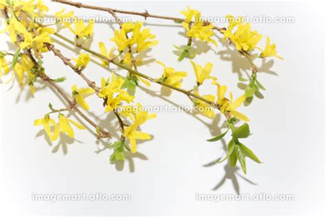 白バックのレンギョウの花の写真素材 184777272 イメージマート