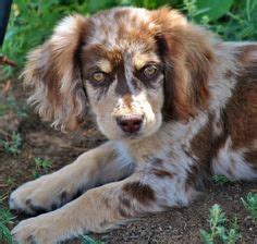 Cocker Spaniel Husky Mix