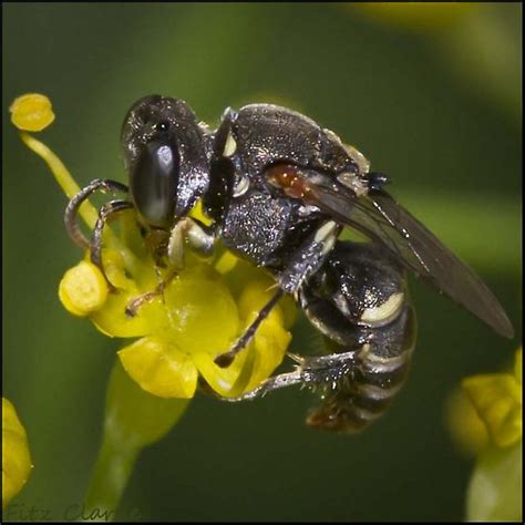 Tiny Bee Like Bug Oxybelus Bugguidenet