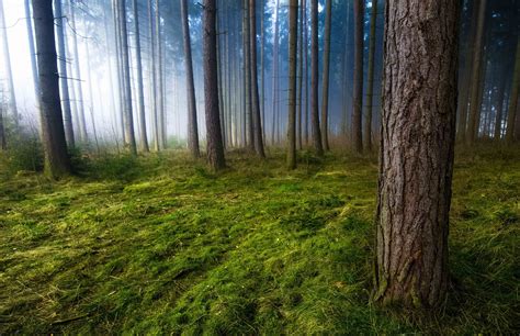 Mist Forest Grass Trees Morning Sunlight Green Nature Landscape