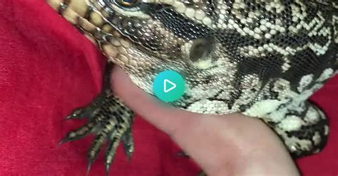 Edger Uruguayan Black Head Tegu Only Know Of 2 In The Us Album On Imgur