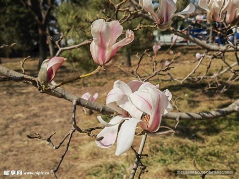 望春玉兰摄影图花草生物世界摄影图库昵图网