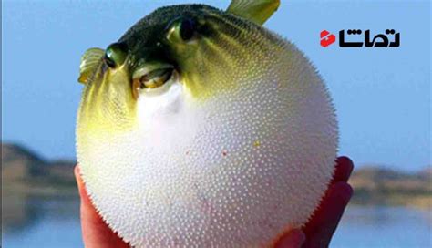 تا حالا ماهی پافر دیدید؟ ترنج تماشا