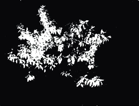 Morphological Processing 101371journalpone0202649