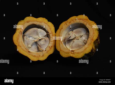 Cocoa Pod And Seed High Resolution Stock Photography And Images Alamy