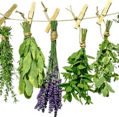 БИЛКИ За всяка болка билка