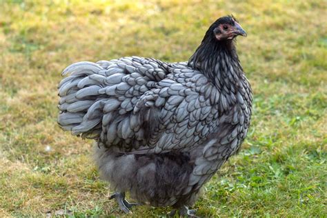 Orpington Chicken Breed Info Traits Pictures And Facts