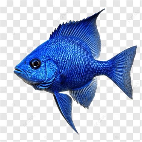 투명한 배경에 눈에 띄는 색조와 우아한 모양을 강조하는 외로운 푸른 물고기 푸른 물고기 고독한 물고기 투명한 배경의 물고기 Png 일러스트 및 이미지 에 대한 무료
