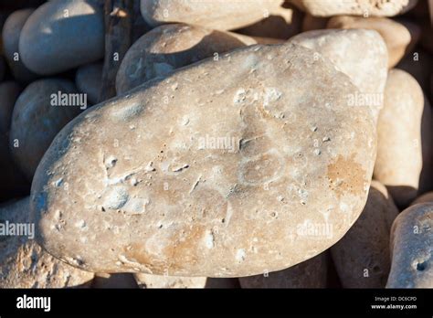 Pebble With Fossilized Snail On A Beach Near Sutivan Village On Brač