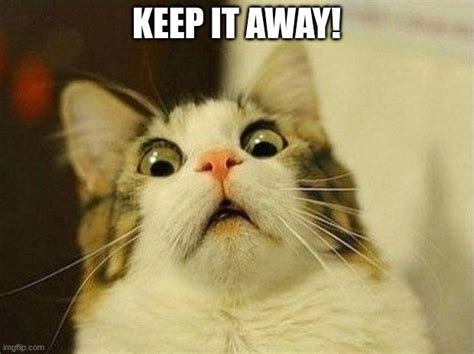 Scared Cat Meme Imgflip