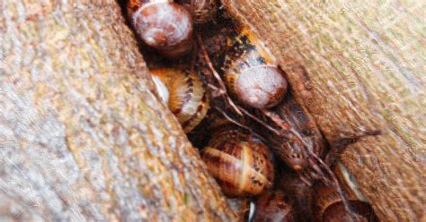 Mastering Horticulture Hibernaculum