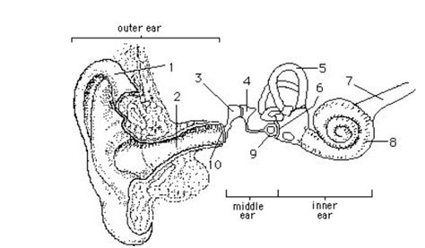 Ear Structure And Function Diagram Quizlet