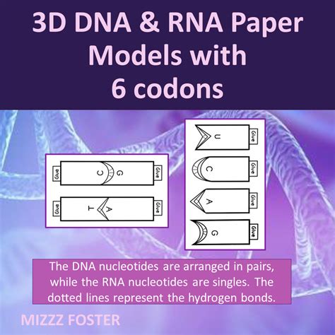 3d Dna And Rna Paper Model With 6 Codons Made By Teachers