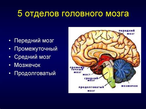 Эволюционное развитие головного мозга у хордовых животных презентация