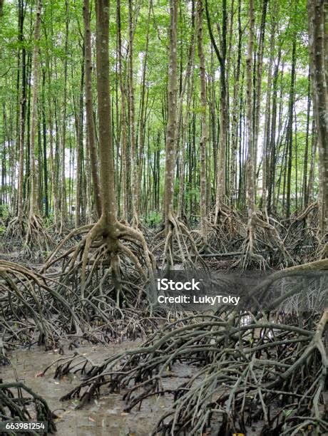 Pohon Hutan Mangrove Di Tanah Lumpur Foto Stok Unduh Gambar Sekarang