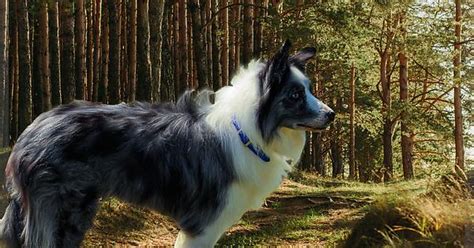 Imgur The Magic Of The Internet