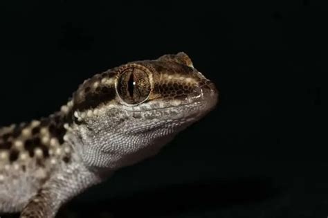 El Gecko De Lima Frente A Un Destino Incierto La Lucha Contra La Extinción En La Metrópolis