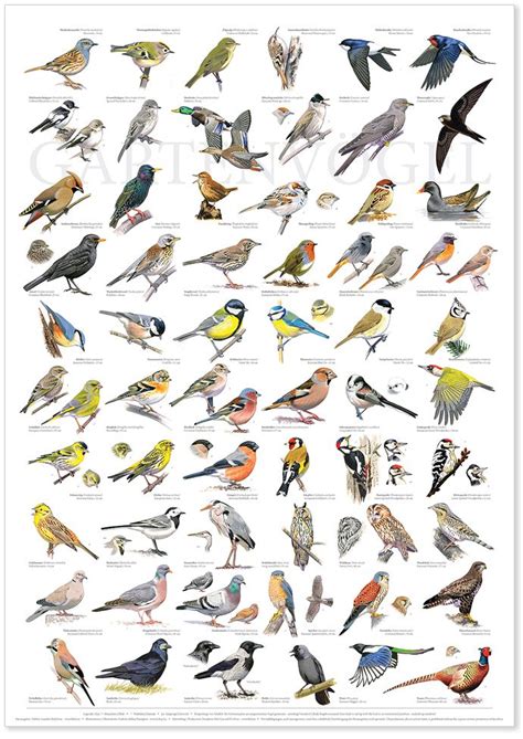 Die Besten 25 Heimische Vogelarten Ideen Auf Pinterest Heimische
