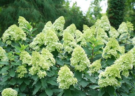 The Dos And Donts Of Growing Panicle Hydrangeas