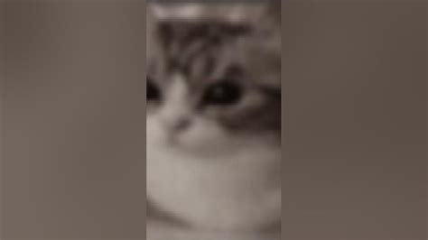 Cat Explodes😰🥵😎😃😜 Youtube