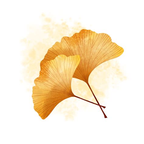 千库网秋季秋天黄色水彩银杏叶植物元素编号13457383