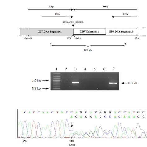 Profile Of Hbv Dna Integration In Hcc Cell Lines The Screen For Hbv