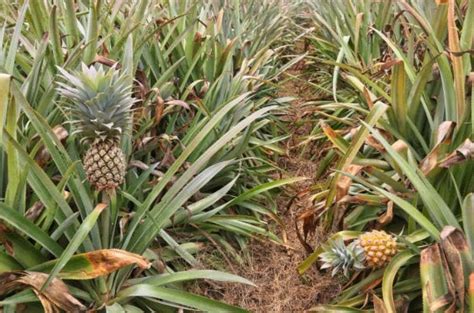 Crece La Producción Del Cultivo De Piña En Veracruz By Edith Lopez