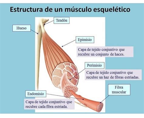 Pin Von Angela María Carvajal Auf Clases De Enferneria