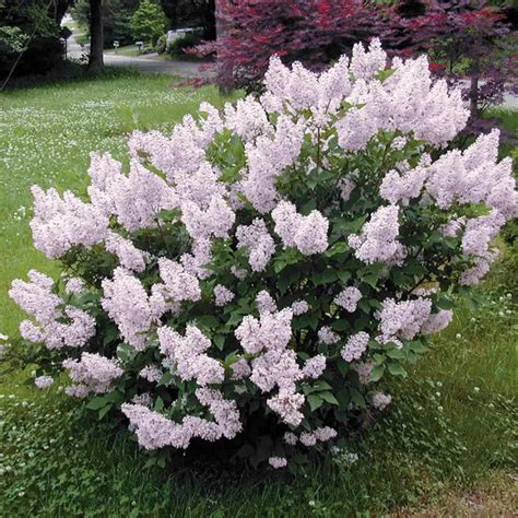 Lilac Plants For Sale Gurneys Seed And Nursery Co