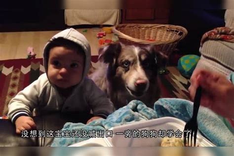 妈妈听到客厅很闹，小宝宝和斗牛犬竟然在吵架，下一秒憋住别笑！小宝宝客厅妈妈