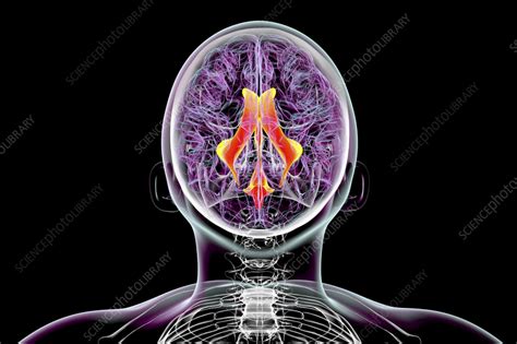 Ventricular System Of The Brain Illustration Stock Image F0404172
