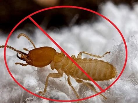 Anti Termite Pest Control Service At ₹ 5sq Ft In Jalandhar Id