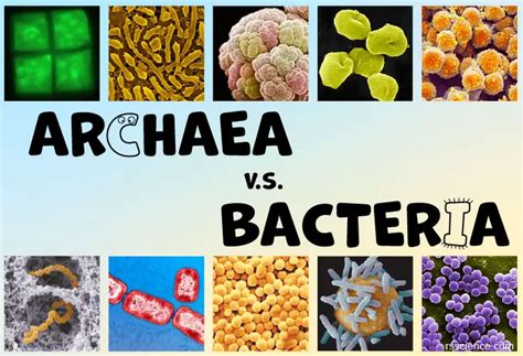 Archaea Vs Bacteria What Are The Similarities Differences And