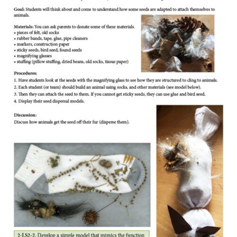 Plant Pollination And Seed Spreading Interdependent Relationships In Ecosystems Grade 2