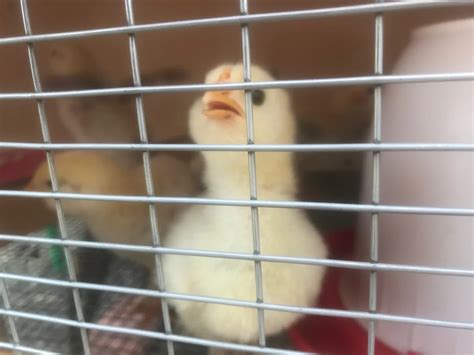 Купить куры-несушки - Куры молодки по низким ценам от птицефабрики 🐔 ...