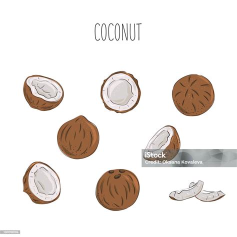 Set Kelapa Segmen Kelapa Kacang Utuh Dan Bubur Kelapa Setengah Buah