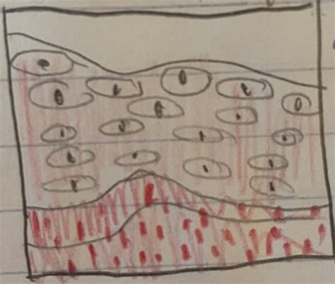 Lab Practical Practice Flashcards Quizlet